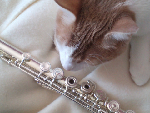 CAT FLUTE | Warwick Valley Humane Society